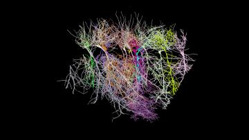 From Image to Results | Neuron Tracing