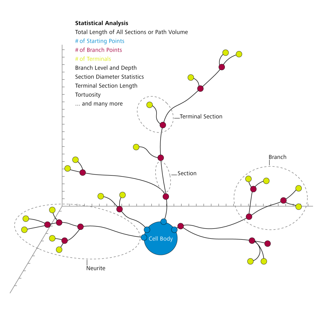 From Image To Results Neuron Tracing