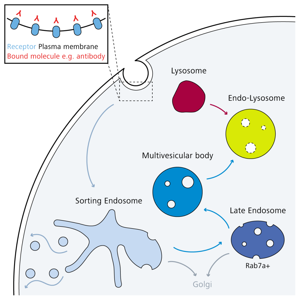 From Image to Results | Novel Approaches to Measure Receptor-Mediated ...