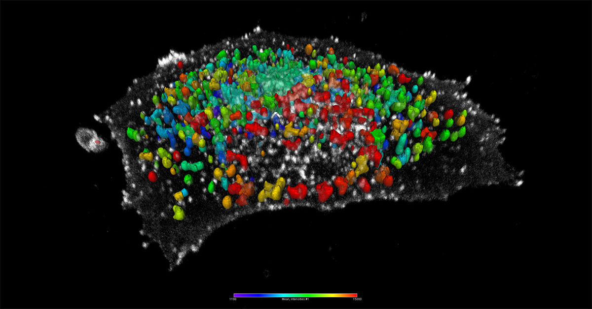 From Image to Results | Novel Approaches to Measure Receptor-Mediated ...