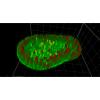 From Image to Results | Organoid Analysis | ZEISS