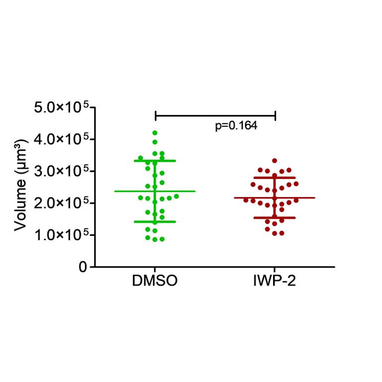 From Image to Results | Organoid Analysis | ZEISS