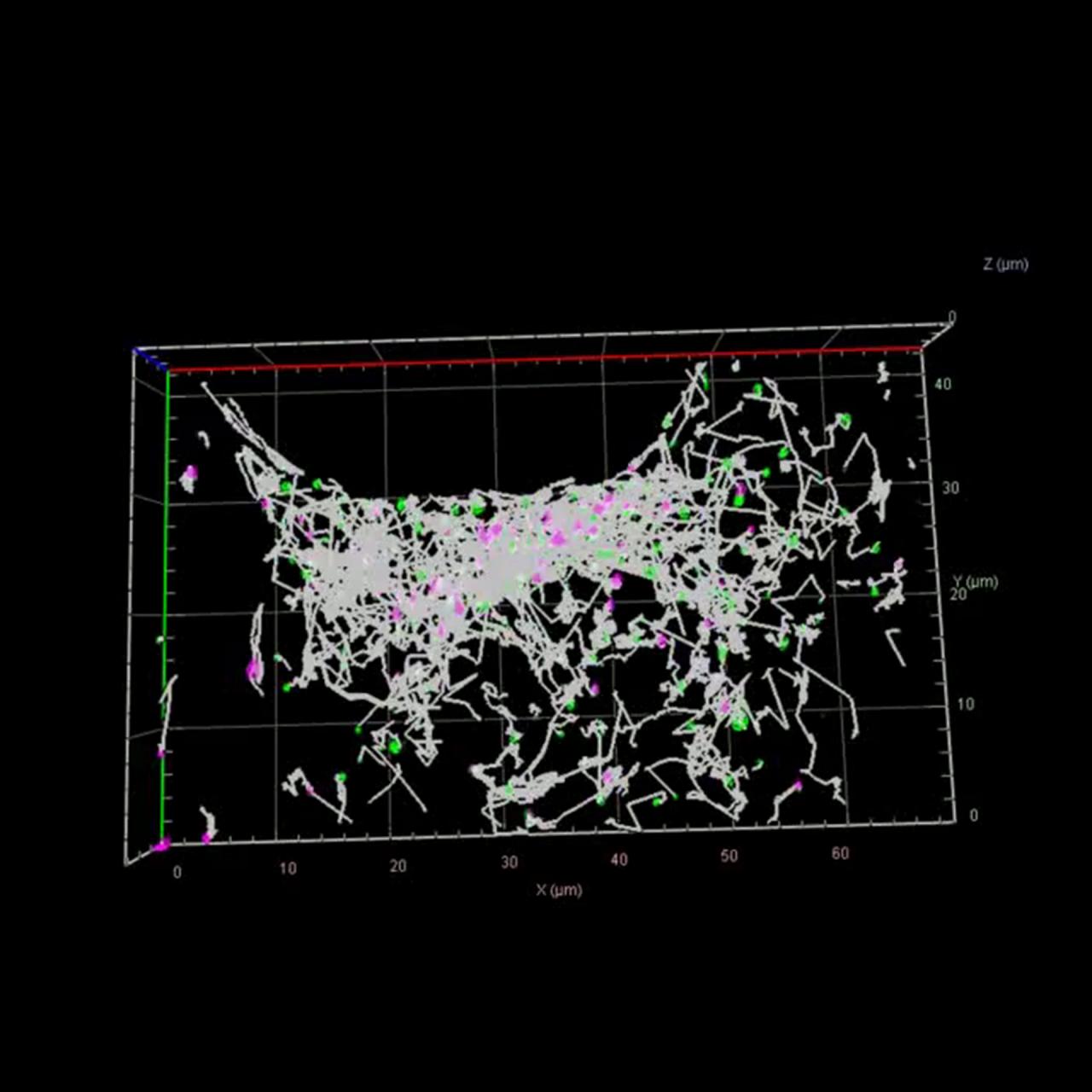 From Image to Results | Vesicle Trafficking | ZEISS