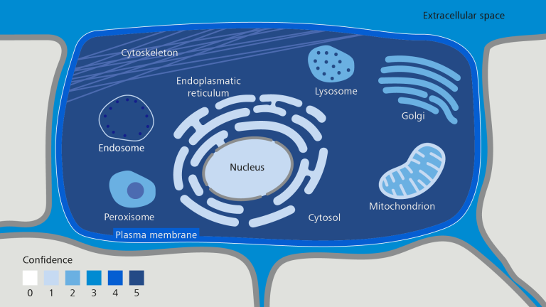 From Image to Results | Vesicle Trafficking | ZEISS