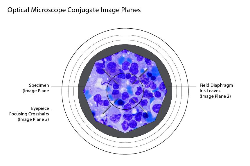 Field Stop Diaphragm Function | ZEISS