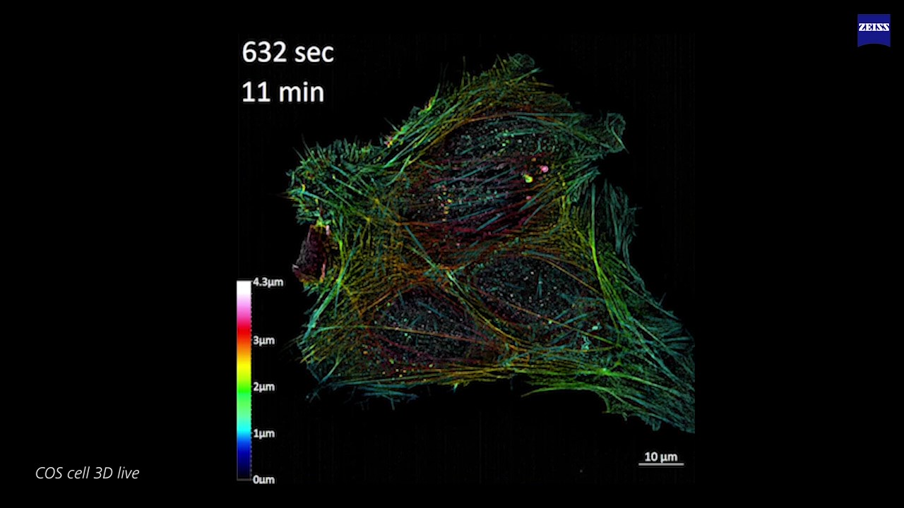 ZEISS Lattice SIM : imagez vos cellules vivantes en haute résolution ...