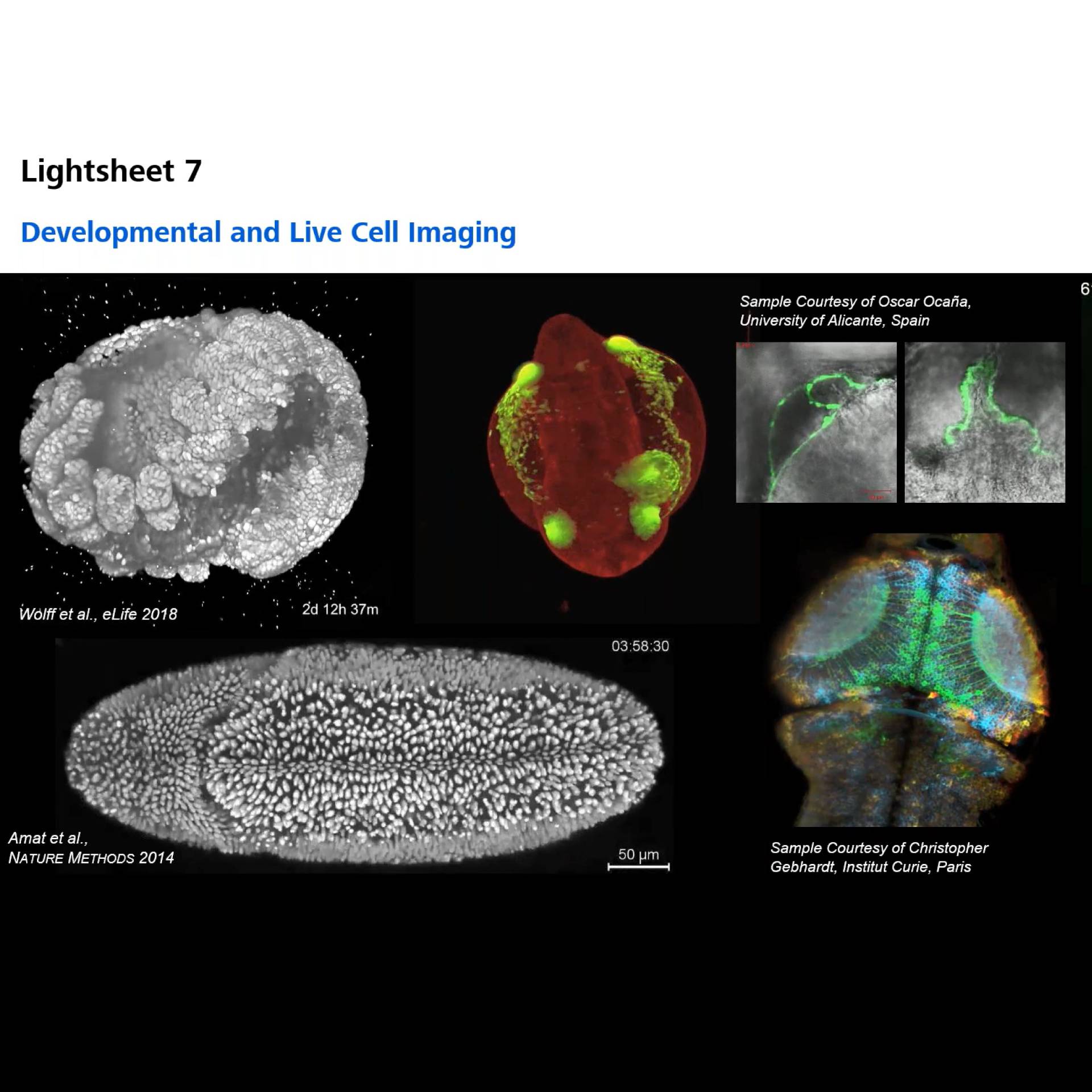 Les technologies Lattice SIM et lightsheet : une révolution pour ...