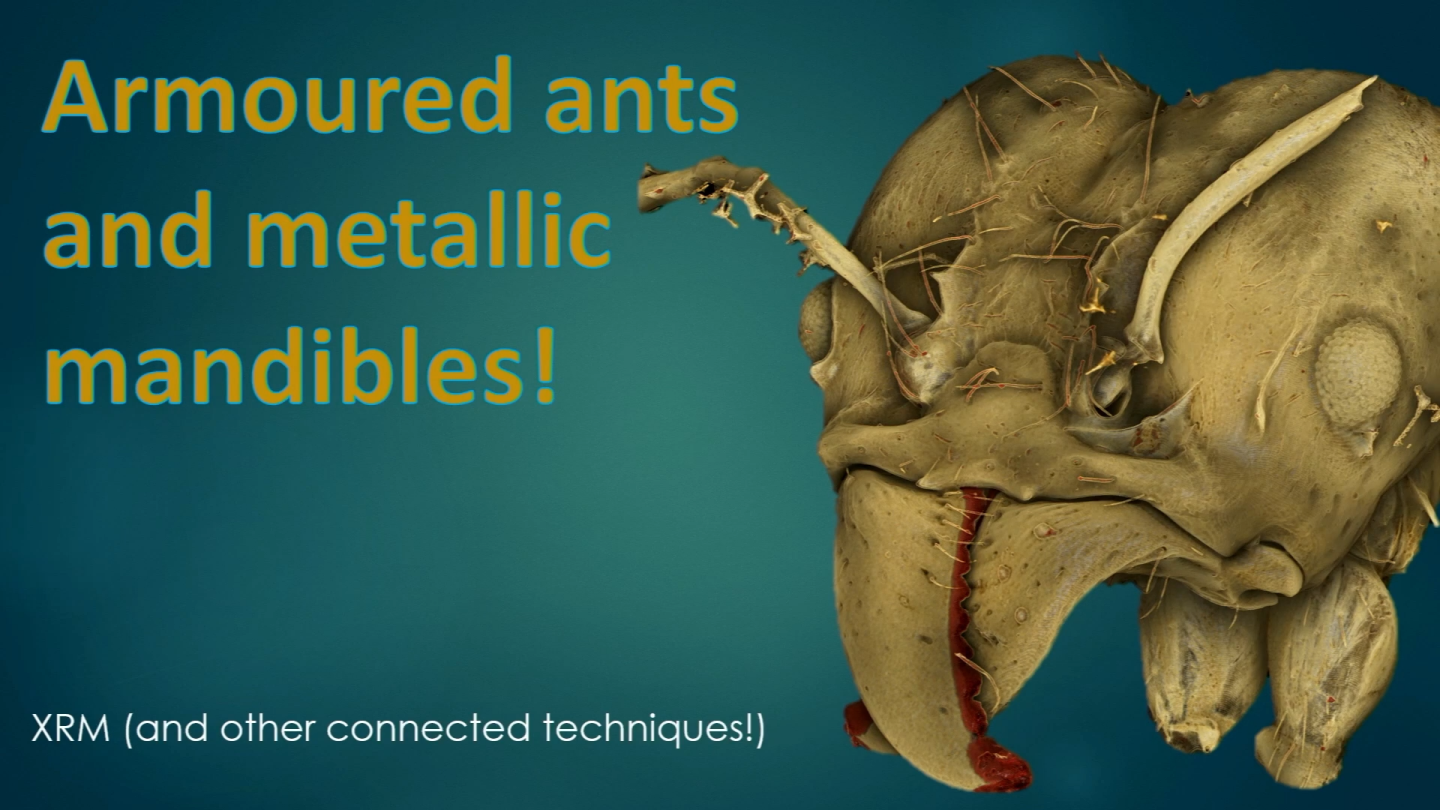 Armoured Ants and Metallic Mandibles | ZEISS