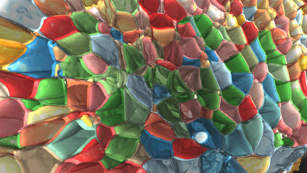 ZEISS arivis Pro Webinar | 2: Basic 3D Segmentation & Analysis Tasks