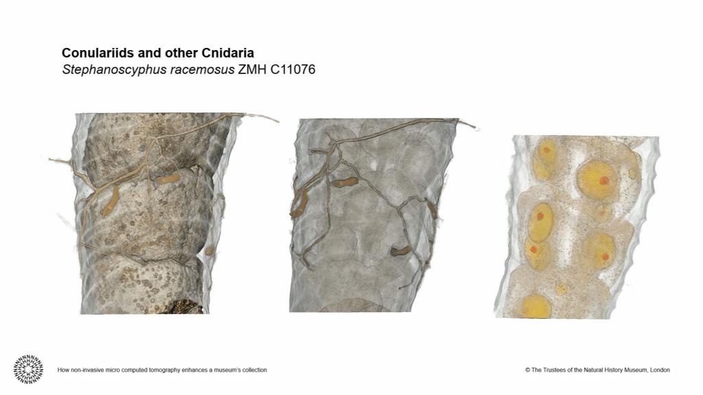 mitochondria segmentation
