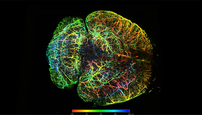 Discover a New Light Sheet Microscope for Multiview Imaging | ZEISS