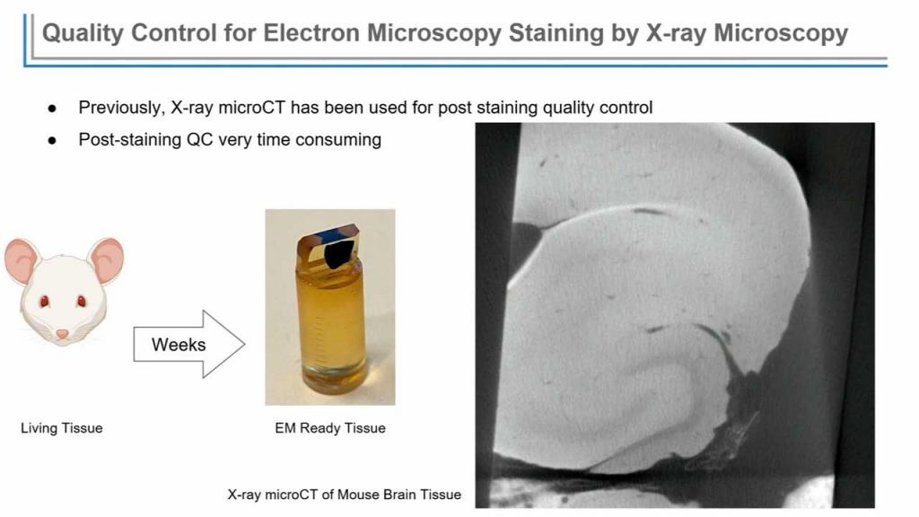 In Situ X-ray Assisted Electron Microscopy Staining for Large ...