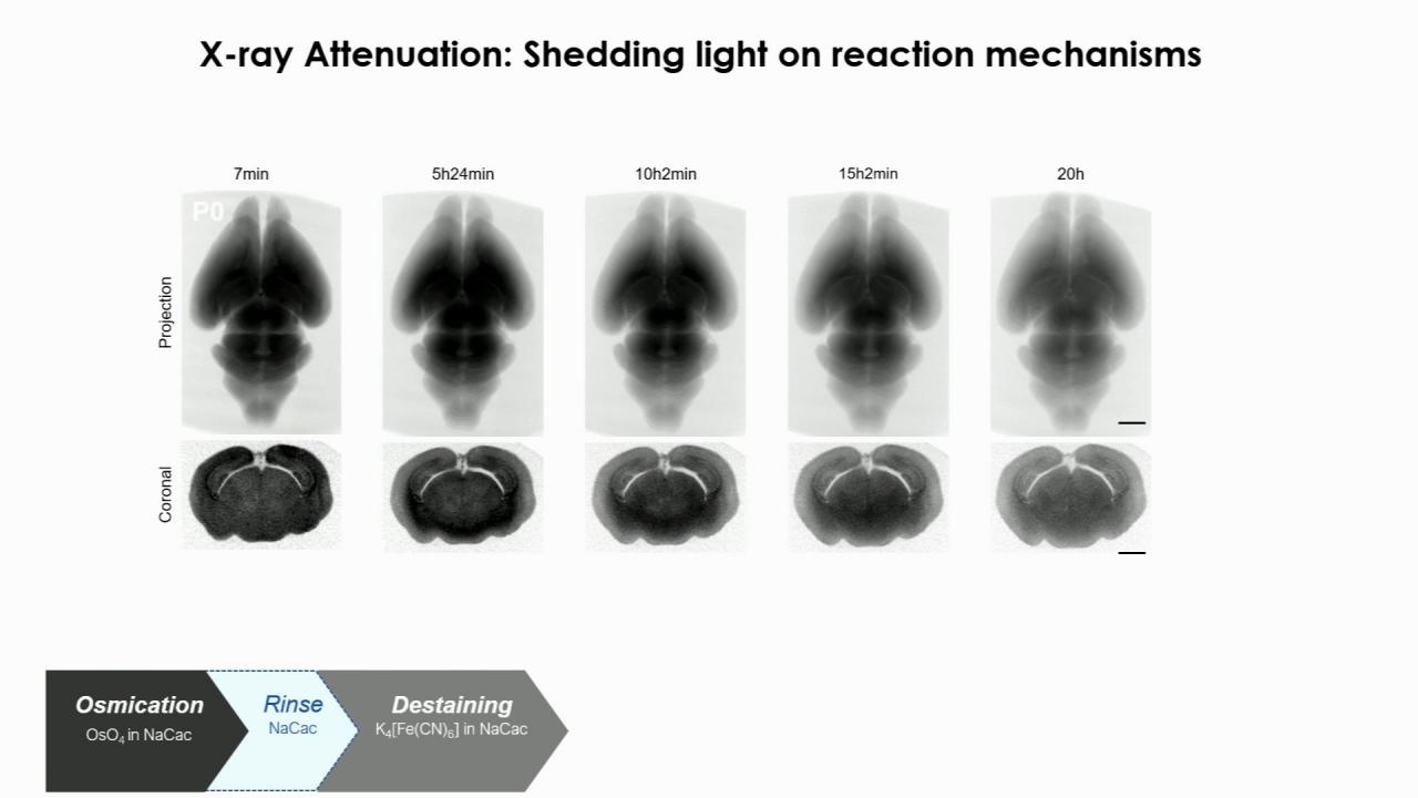 Utilizing X-ray MicroCT to Develop a Robust Whole-Brain Staining Protocol