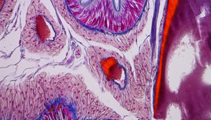 What Is Microscopic Anatomy Anatomy Histology Prepared Pathology