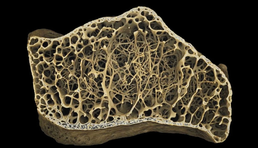 Microscopy of Biological Materials for Bioinspired Design | ZEISS