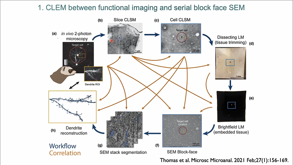 Correlative Microscopy To Link Functional Spine Imaging And Volume Em Zeiss