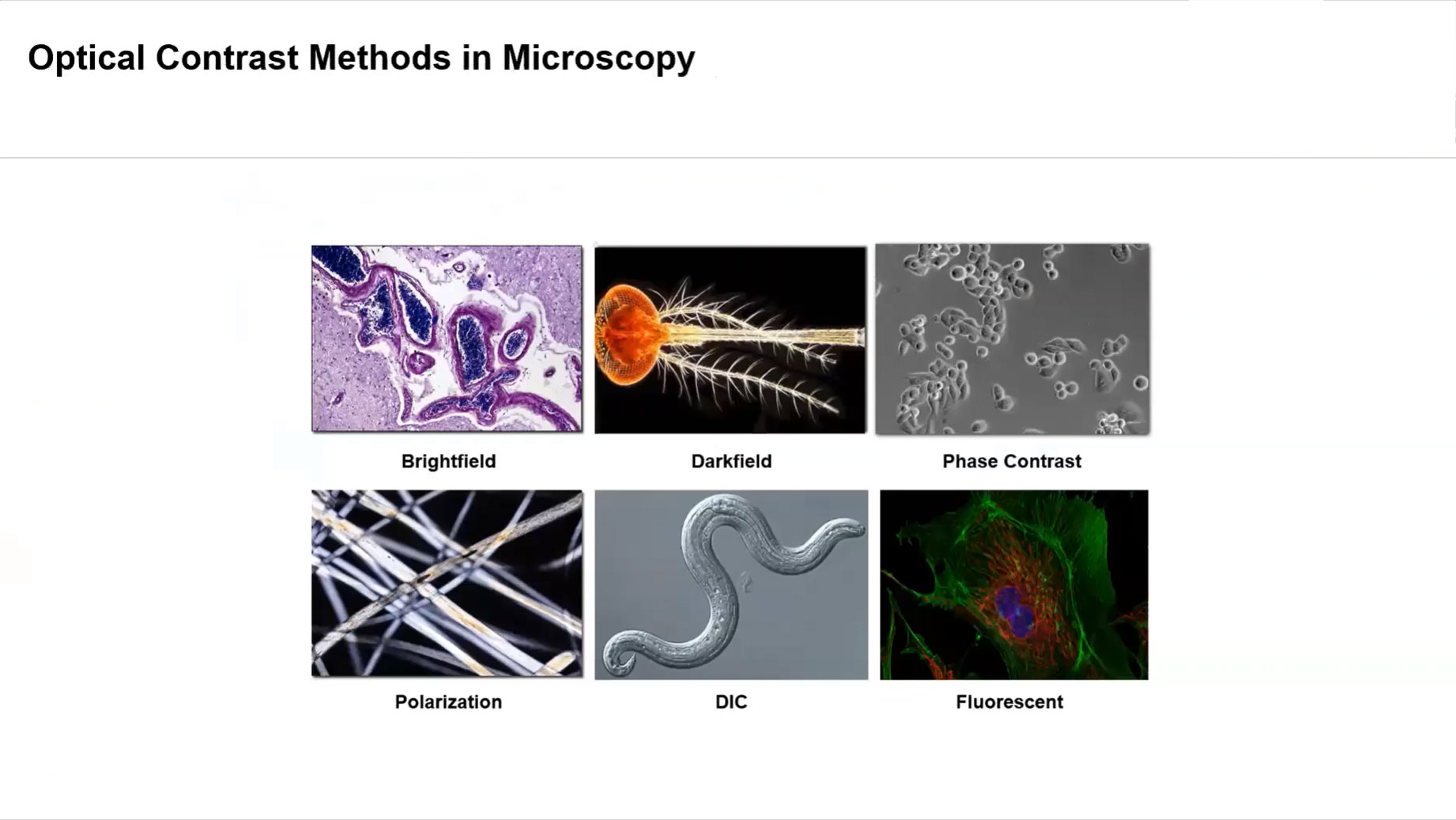 Multi-color Imaging | ZEISS
