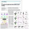 3D Morphology of Tactile Sensory Organs with Volume Electron Microscopy ...
