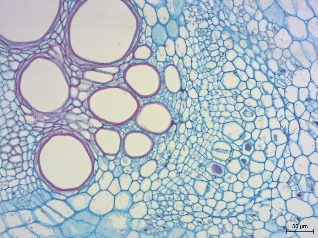 A Digital Teaching Laboratory for Microscopy Focused Education | ZEISS