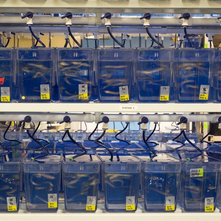 AI-Enhanced Microscopy Workflow Opens New Possibilities in Shigella ...