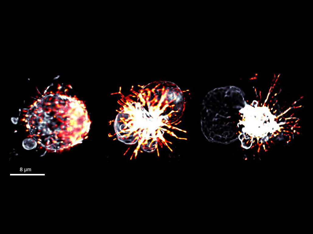 ZEISS Microscopy for Biotech and Pharma