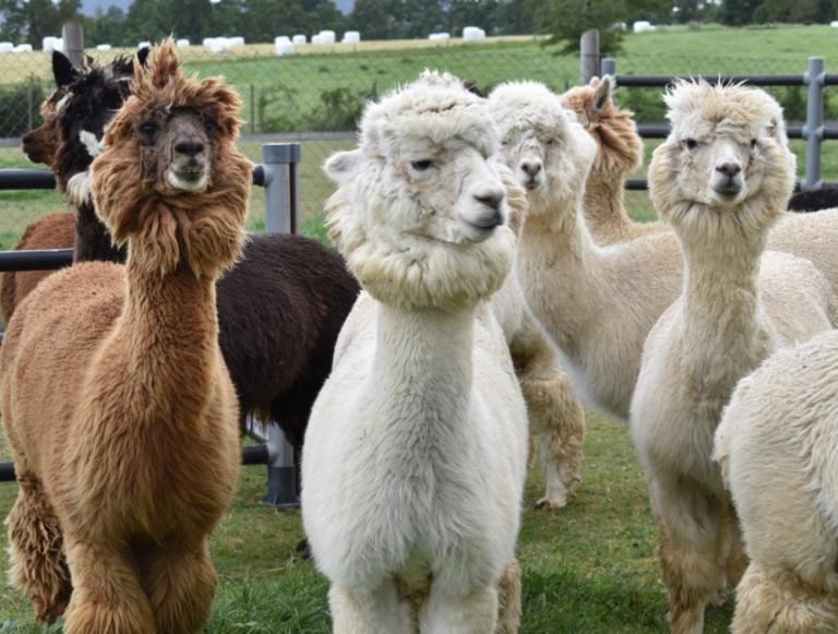 Designing Nanobodies for Viral Pandemics with Alpacas | ZEISS