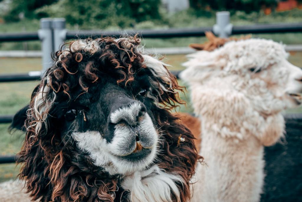 Designing Nanobodies for Viral Pandemics with Alpacas | ZEISS