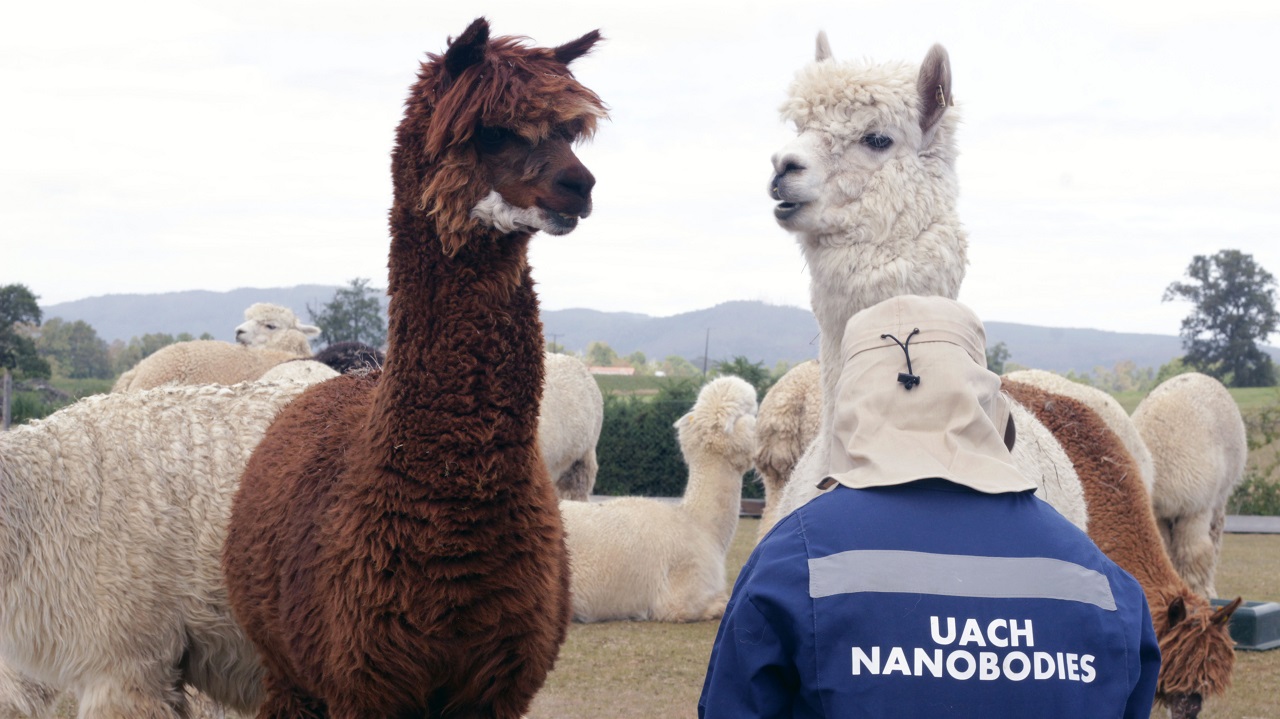 Designing Nanobodies for Viral Pandemics with Alpacas | ZEISS