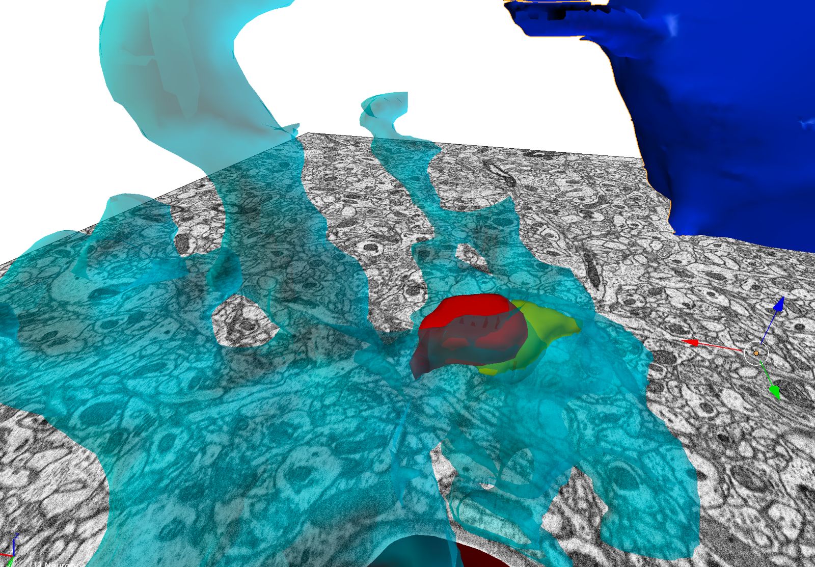 Exploring Astrocyte Morphology: How Volume Electron Microscopy is ...