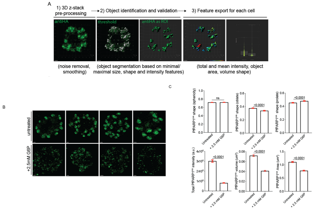 Exploring Malaria Parasite Entry into Red Blood Cells | ZEISS