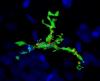 Investigating Zebrafish Microglia with Confocal Microscopy | ZEISS