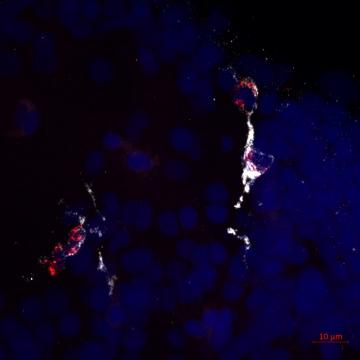 Investigating Zebrafish Microglia with Confocal Microscopy | ZEISS