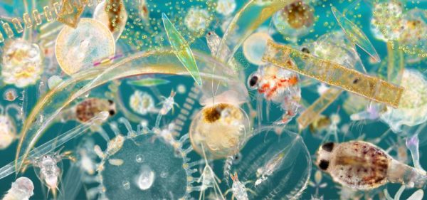 Microplastics in the Marine Environment