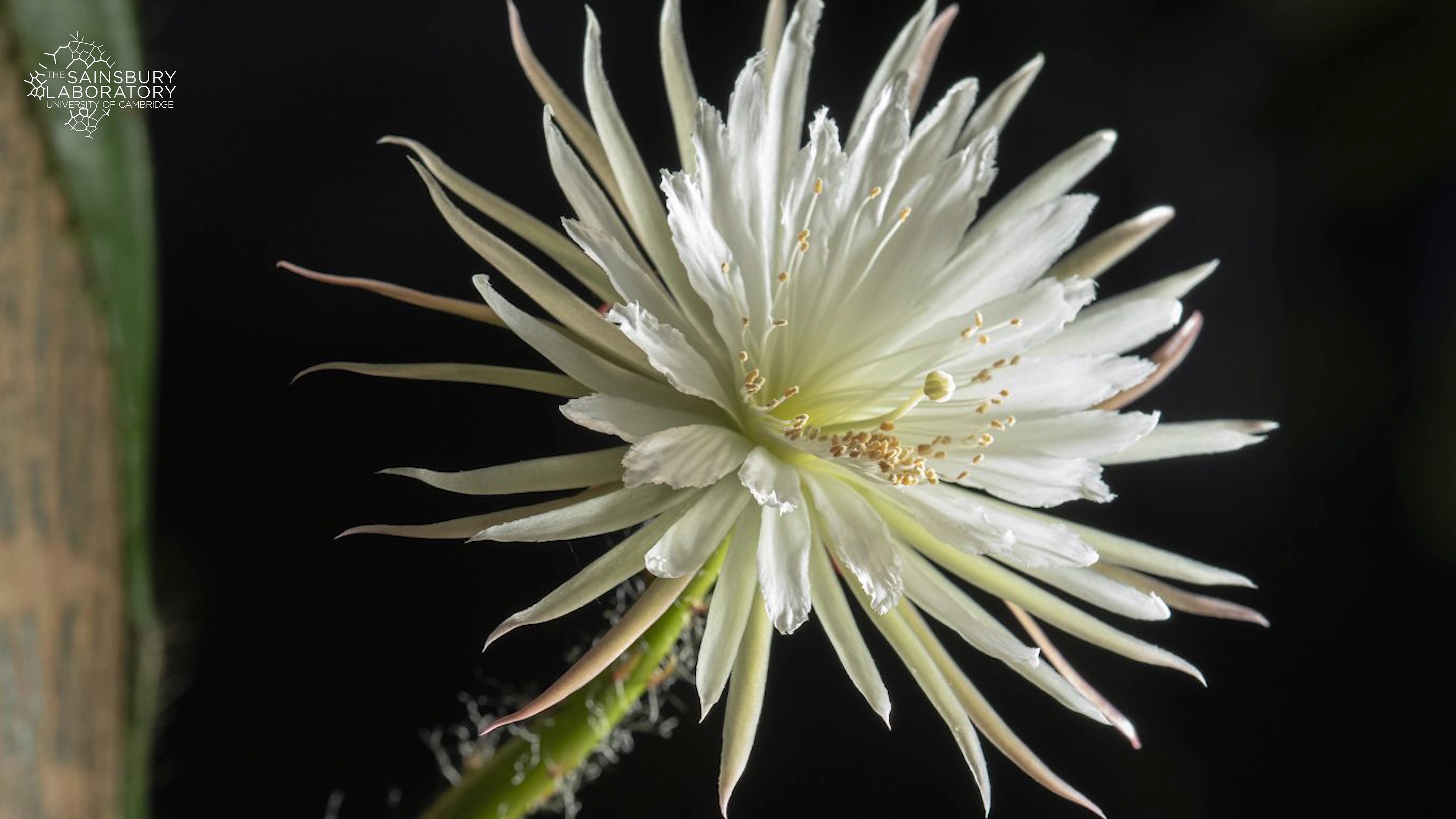 Rare Moonflower Captured with Scanning Electron Microscopy | ZEISS