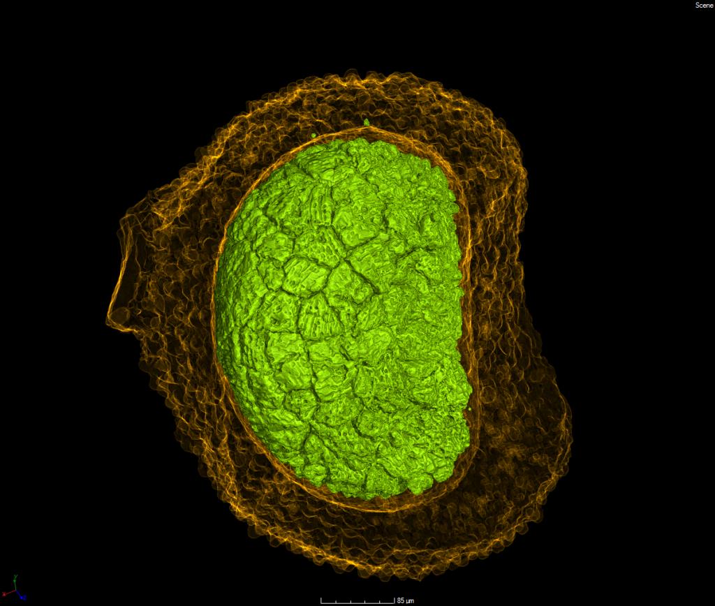Uncovering the Origin of Animals with AI Microscopy | ZEISS