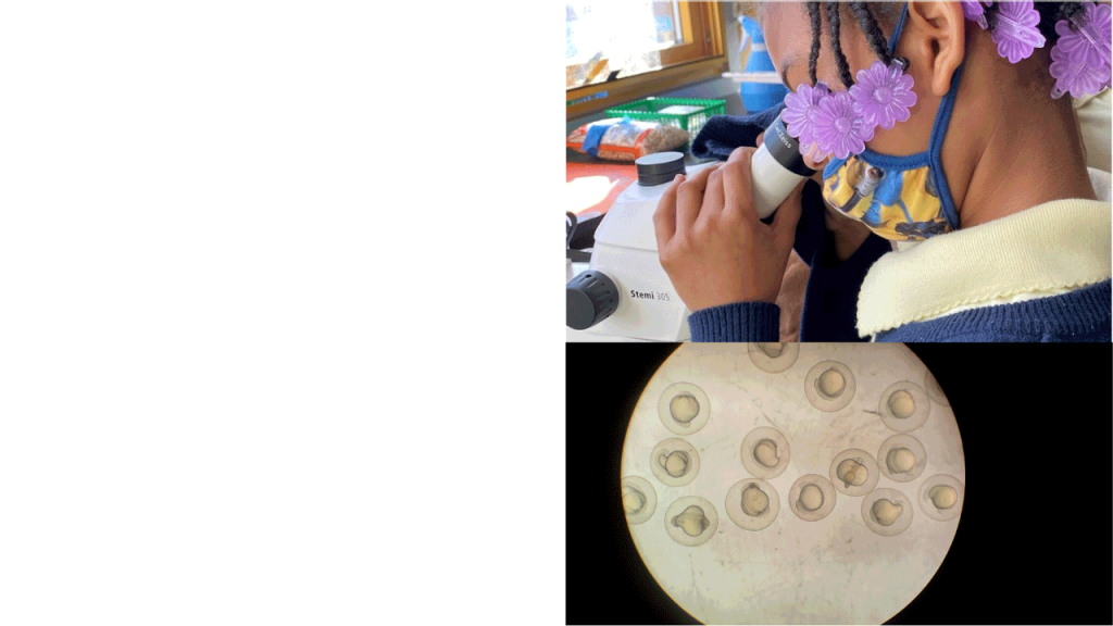 Using Zebrafish to Spark Student Interest in Science | ZEISS