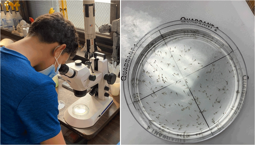 Using Zebrafish to Spark Student Interest in Science | ZEISS