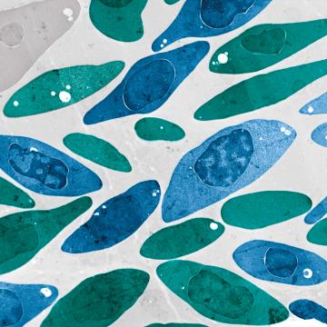 ZEISS C-SEM Upgrades