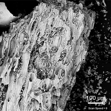 ZEISS FE-SEM Upgrades