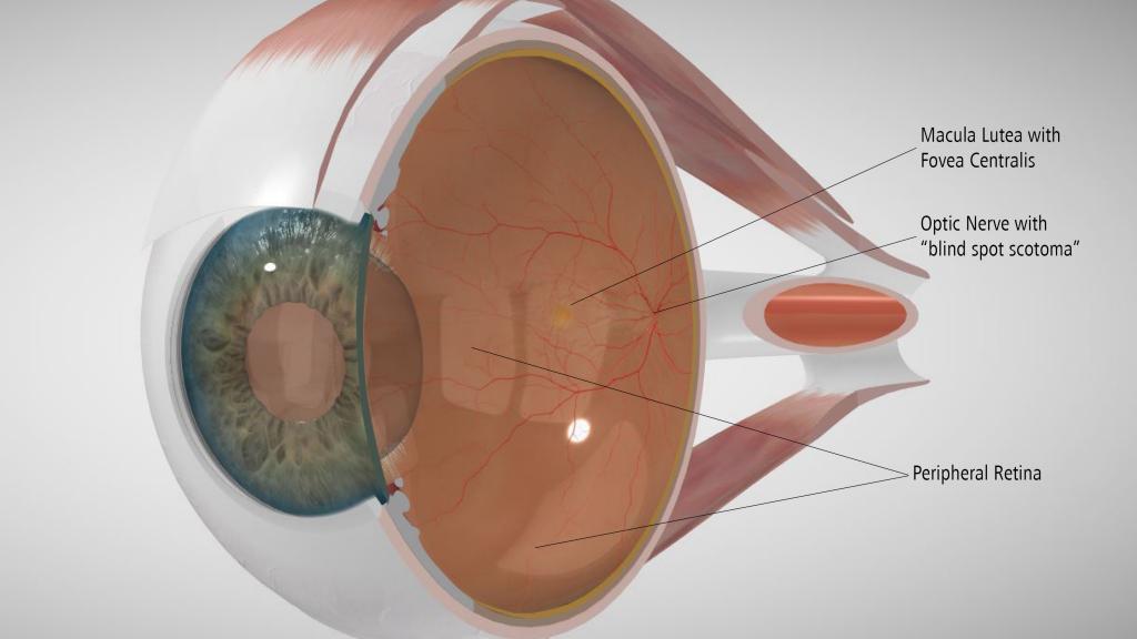 Macula Lutea And Fovea Centralis