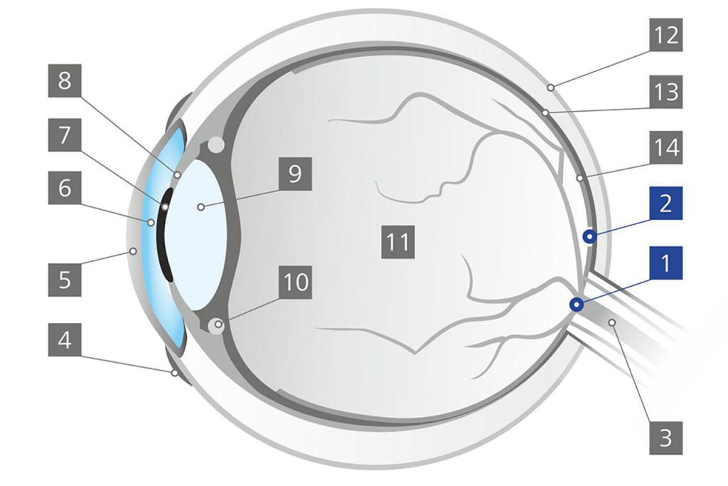 fovea centralis function